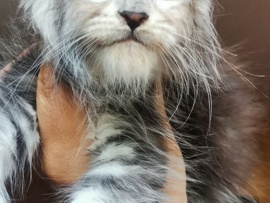 Котята мейн-кун