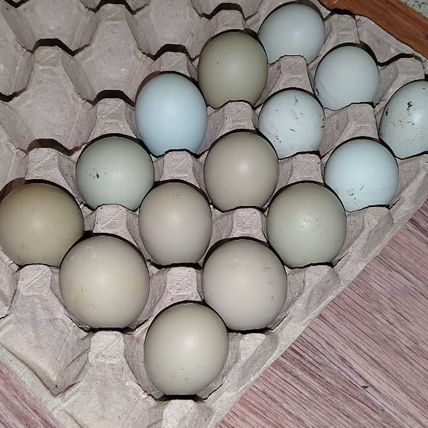 Яйца на инкубацию