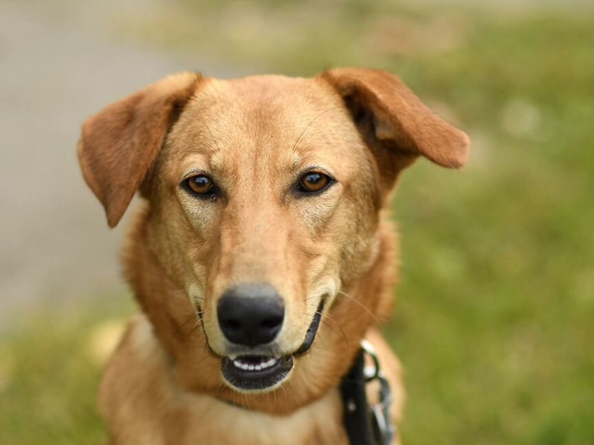 Собака Афина в добрые руки