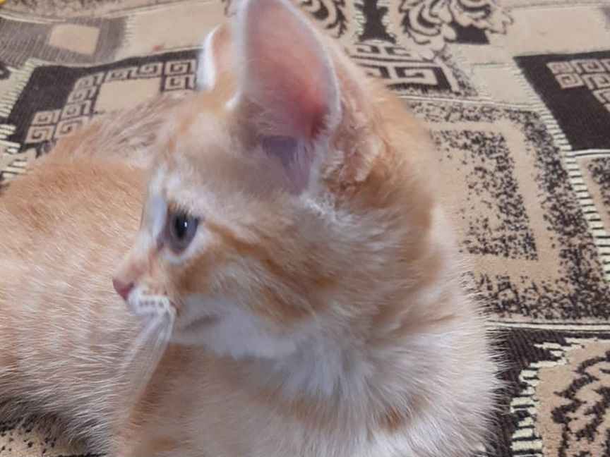 Рыжее чудо,мальчик,в добрые руки