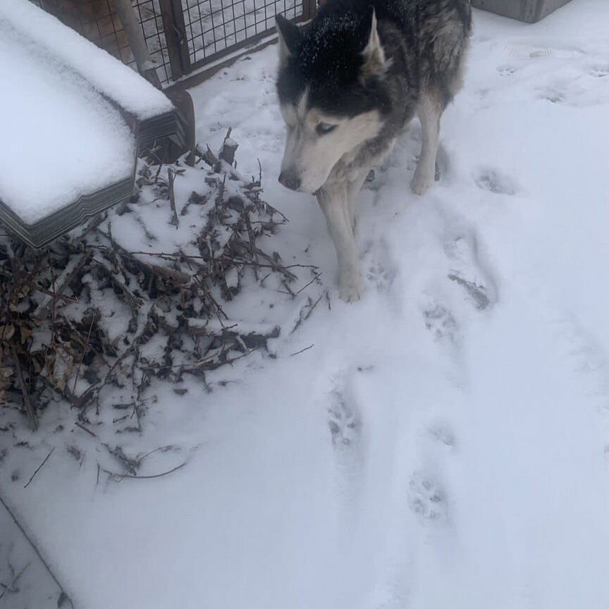 Пристраивается в добрые руки