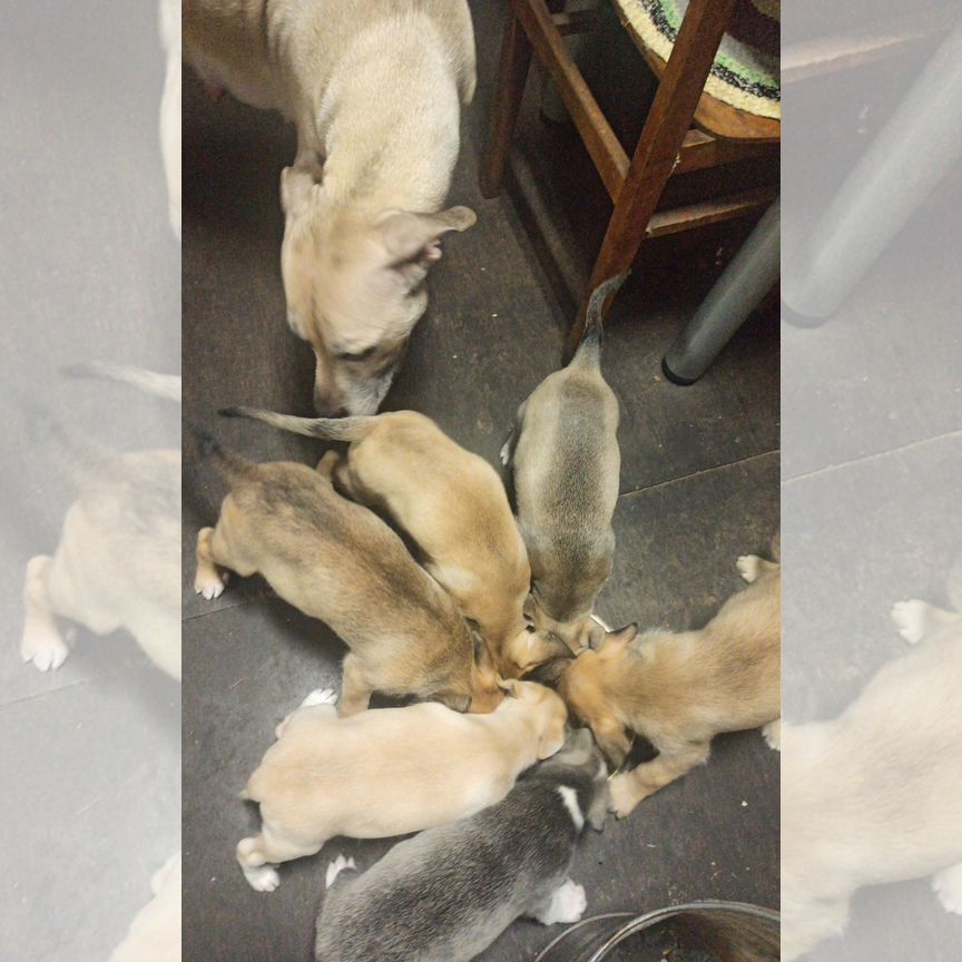 Пристраиваются щенки