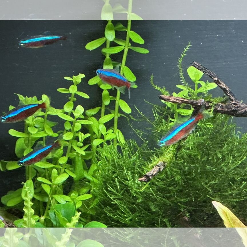 Красный неон