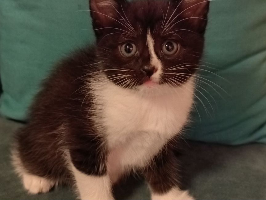 Котятки только в добрые руки (1,5 мес.)