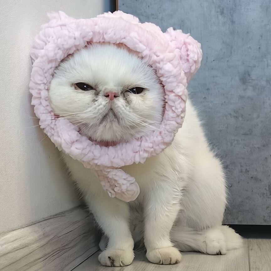 Экзотическая короткошёрстная кошка, вязка