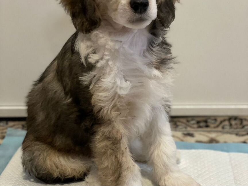 Щенки китайской хохлатой