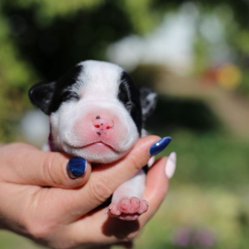 Малыши стаффики