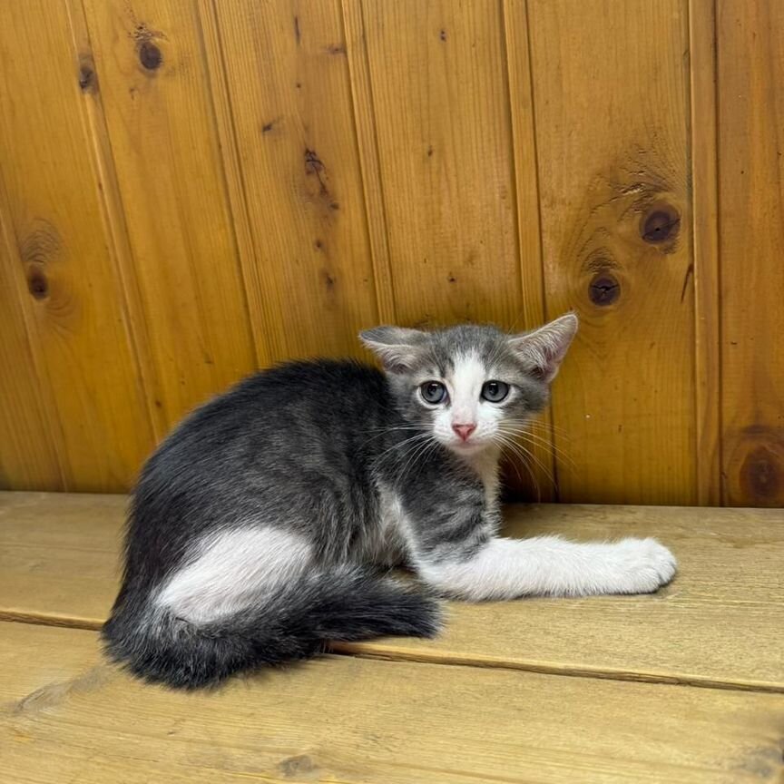 Котята мальчики в добрые руки