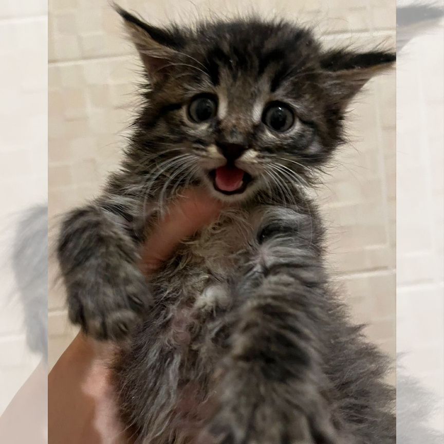 Крохотный маленький котенок в добрые руки