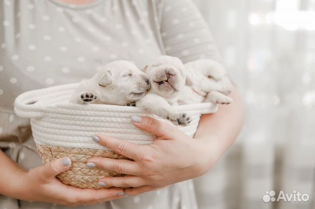 Щенки лабрадора с документами