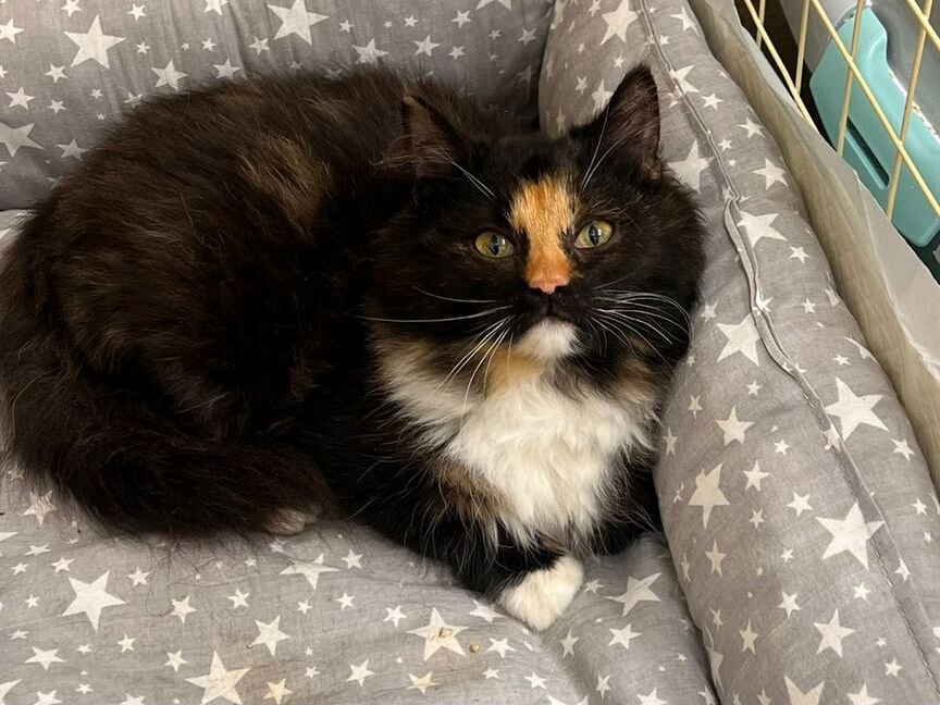 Красивый котенок в добрые ручки