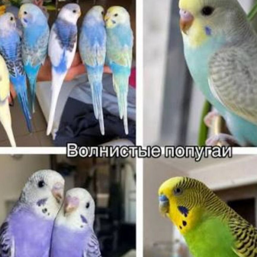 Попугай оптом и в розницу