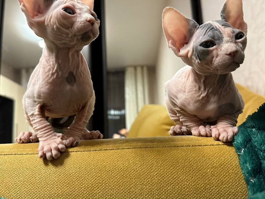 Канадский сфинкс