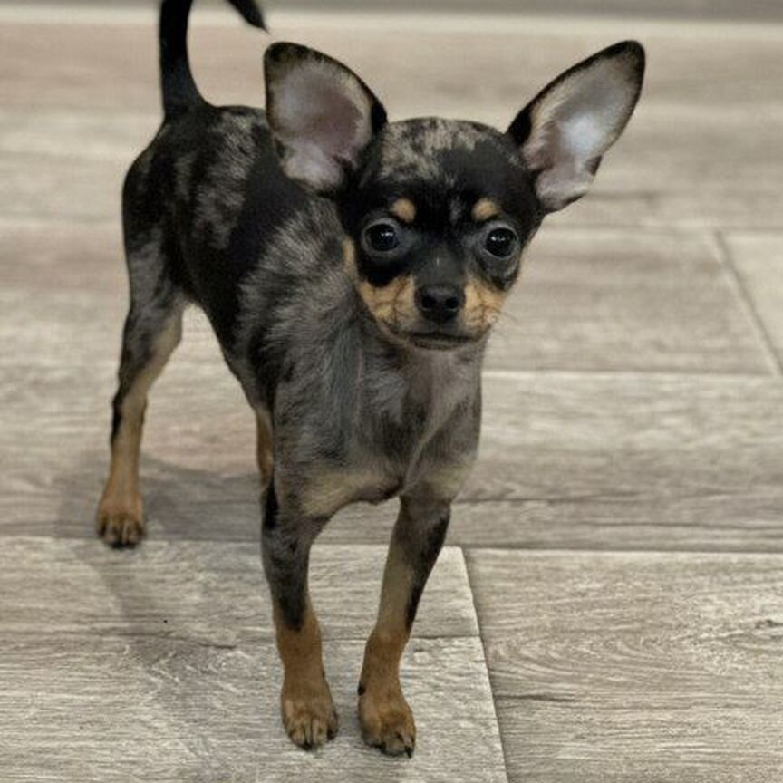 Русский той-терьер, щенок