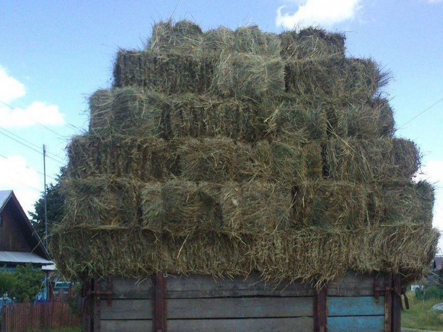 Луговое сено в квадратных тюках