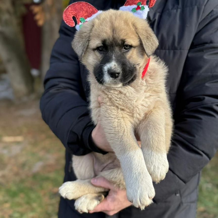 Щенок в добрые руки