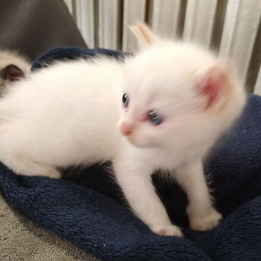 Сиамский котёнок