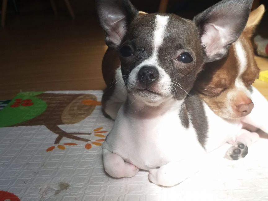 Щенки чихуахуа