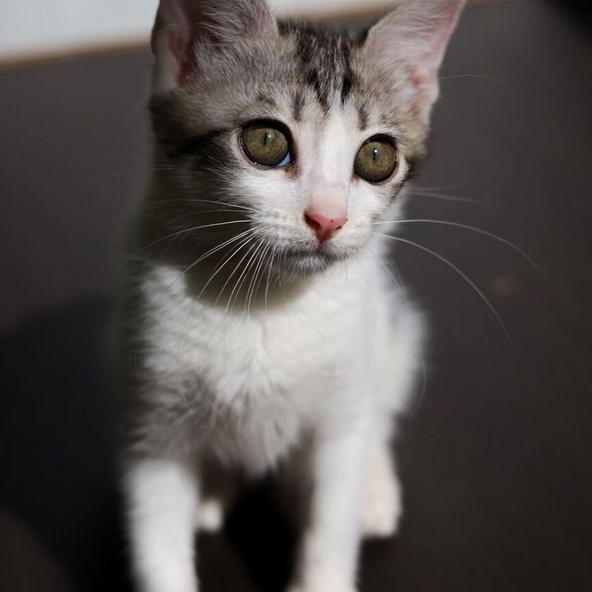 Уникальный трехцветный котенок мальчик
