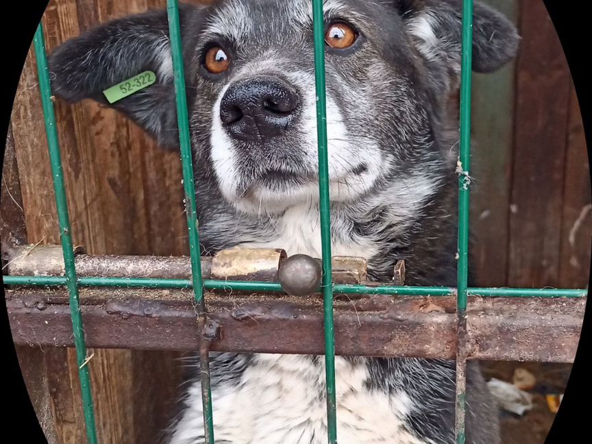 Замечательная девочка ищет дом