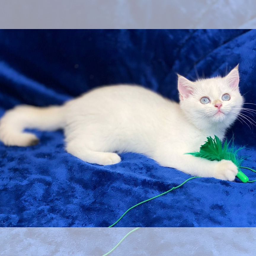 Котенок кошечка породы британская шиншилла