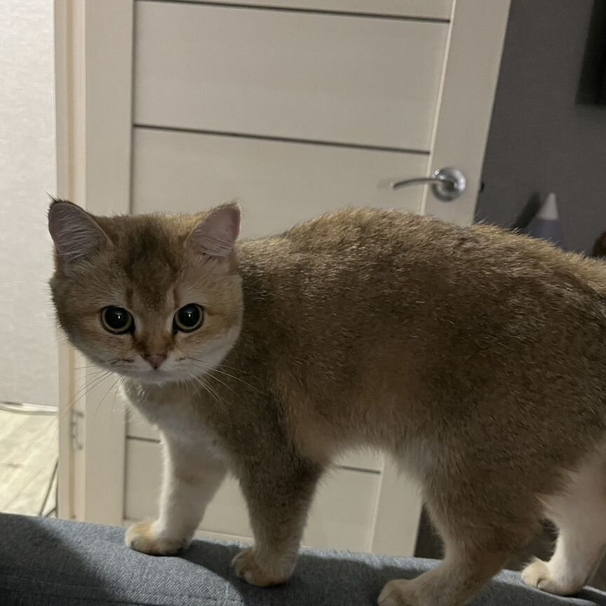 Ищем кота для кошки