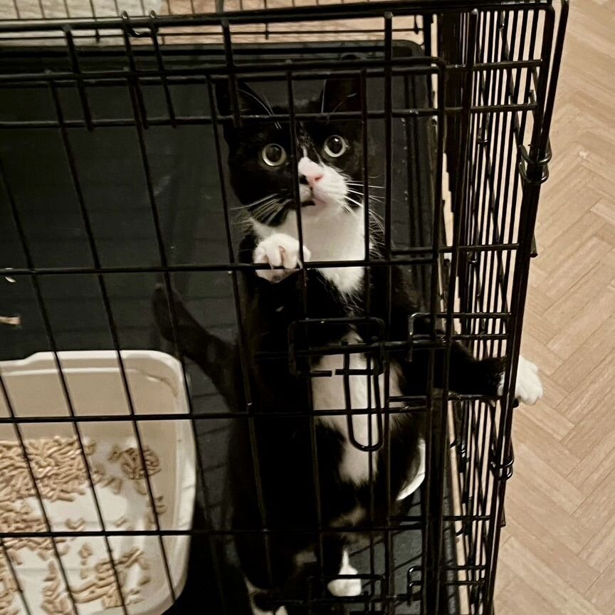 Кошечка с вик