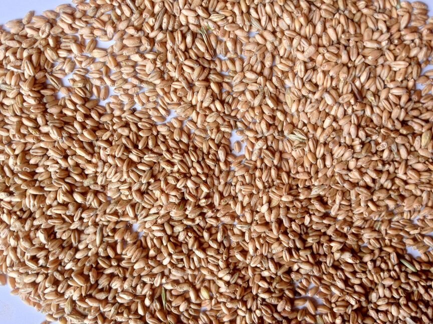 Зерно пшеница мягкая