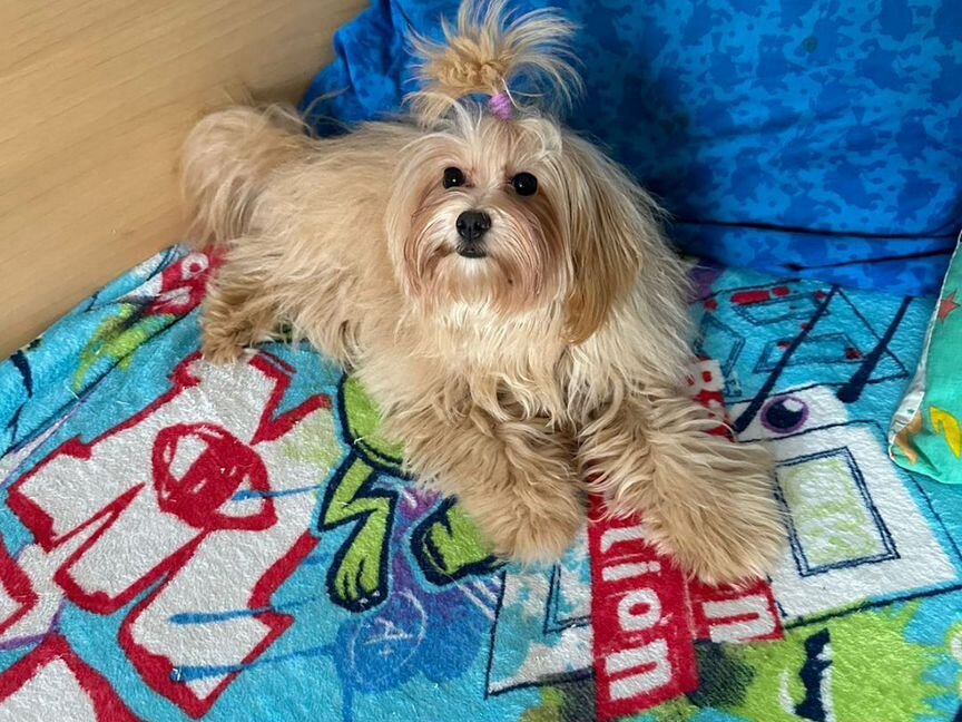 Куколка Мальтипу F1 мини