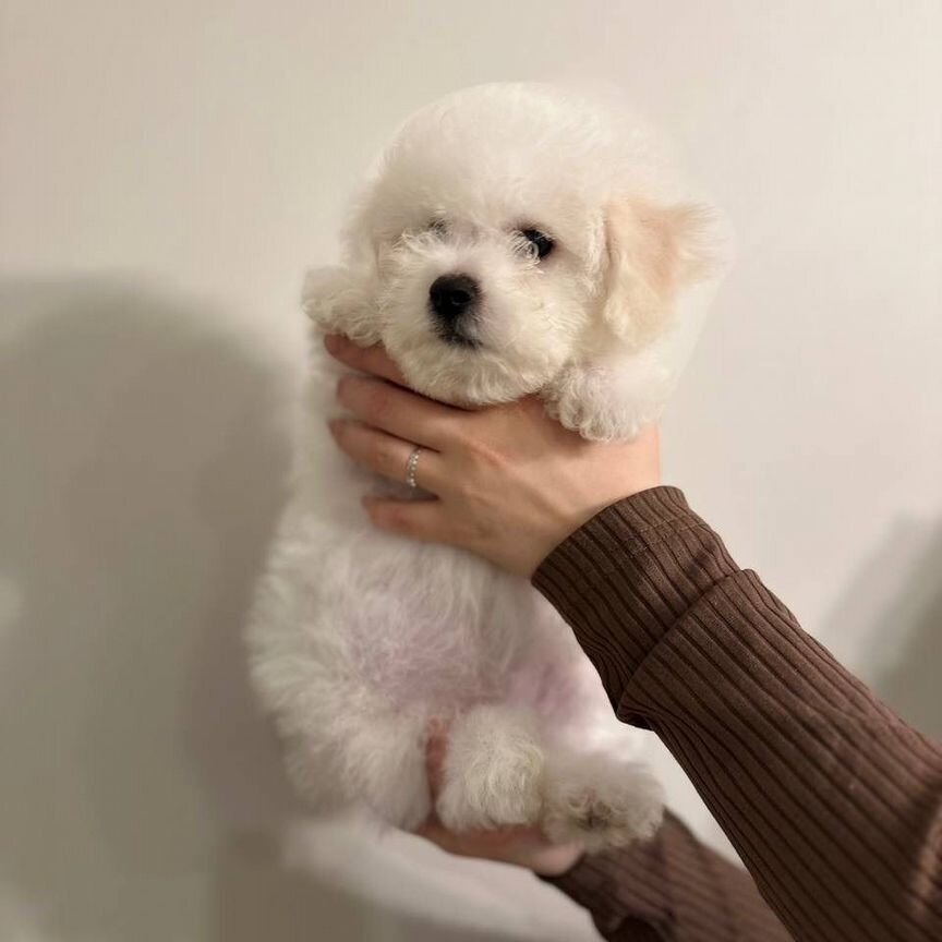 Бишон фризе мини