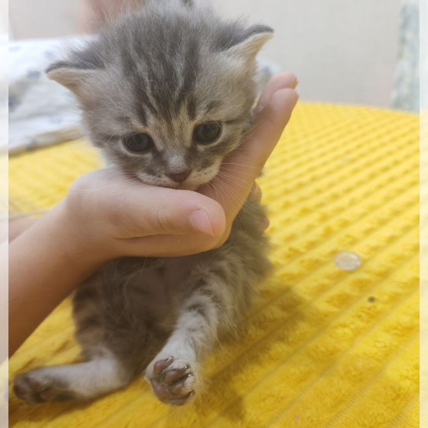 Британский короткошёрстный котёнок