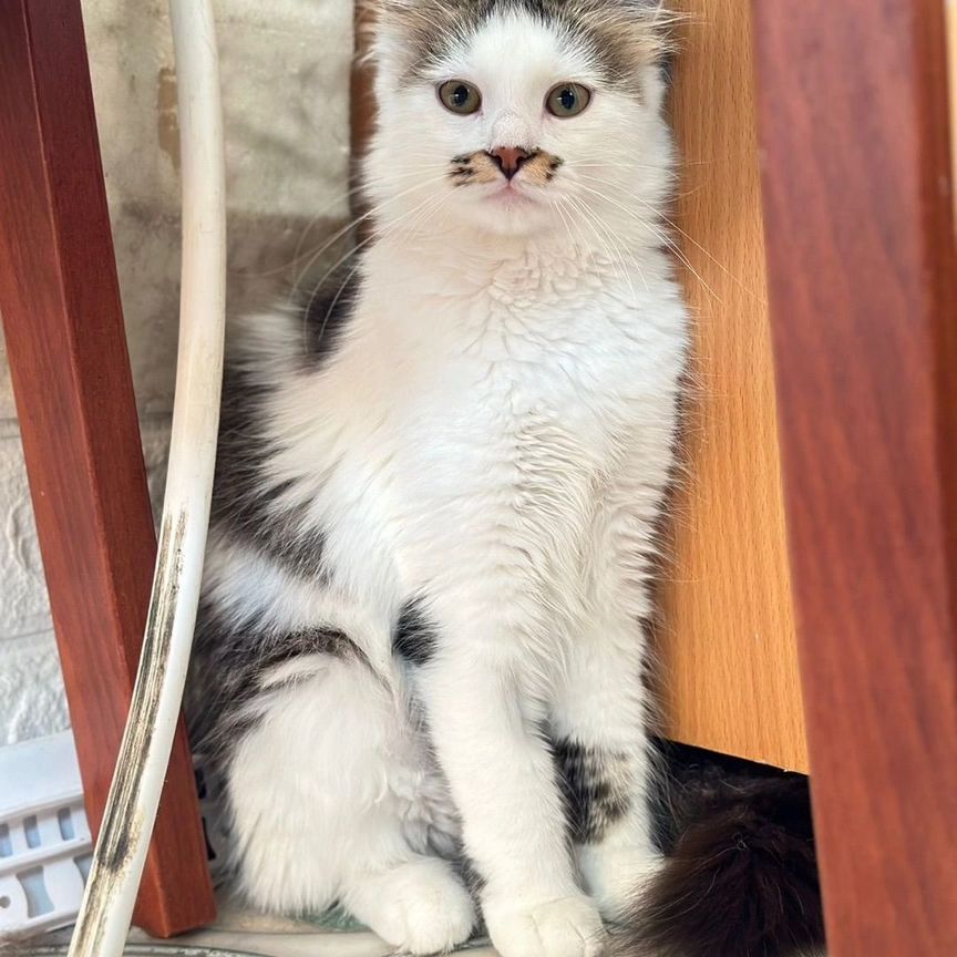 Котики бесплатно в добрые руки (стерилизованы)