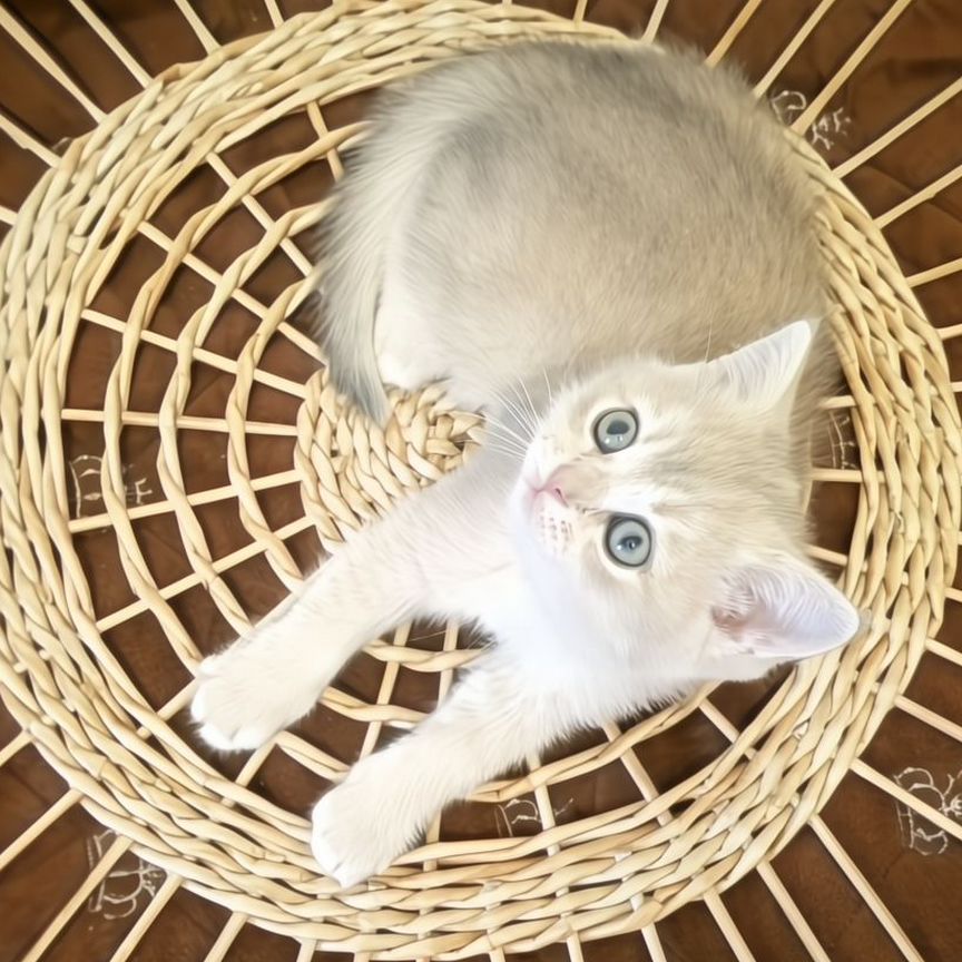 Шотландский прямоухий короткошёрстный котёнок