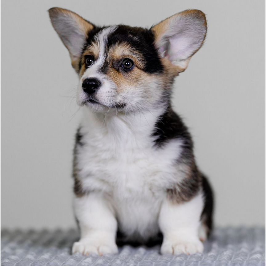 Вельш Корги Пемброк, щенок
