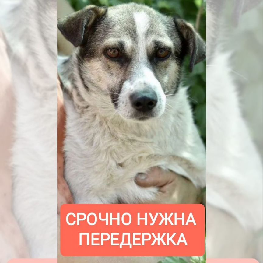 Взрослый пёс в добрые руки