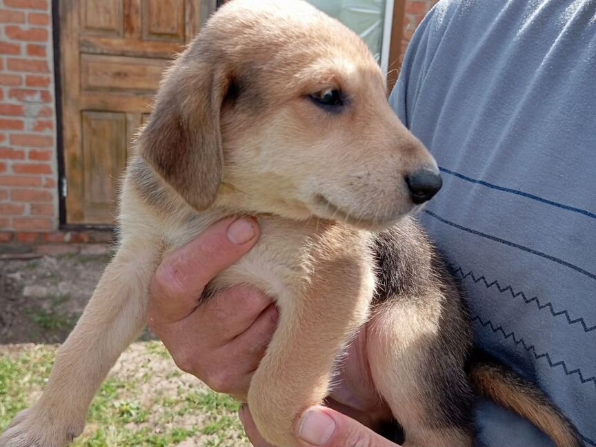 Щенок русской гончей