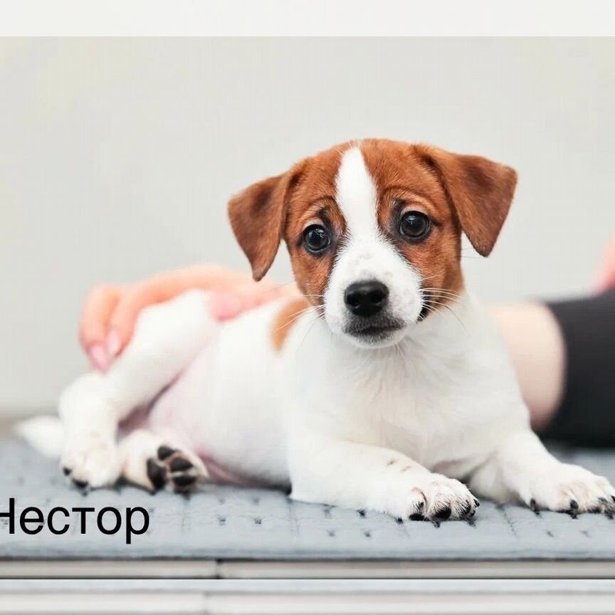Высокопородные щенки Джек Рассел терьер