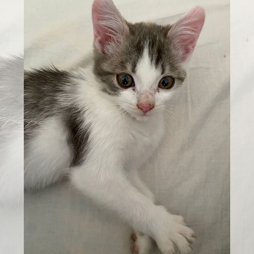 Котёнок ищет дом