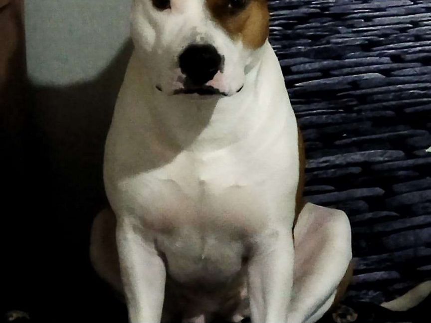 Вязка Стаффордширский терьер