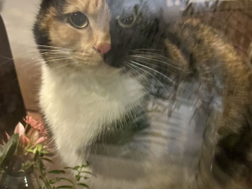 Кошка в дар