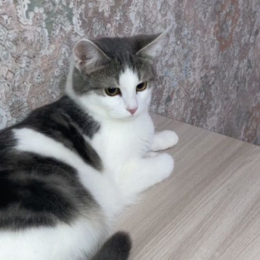 Кошка в дар