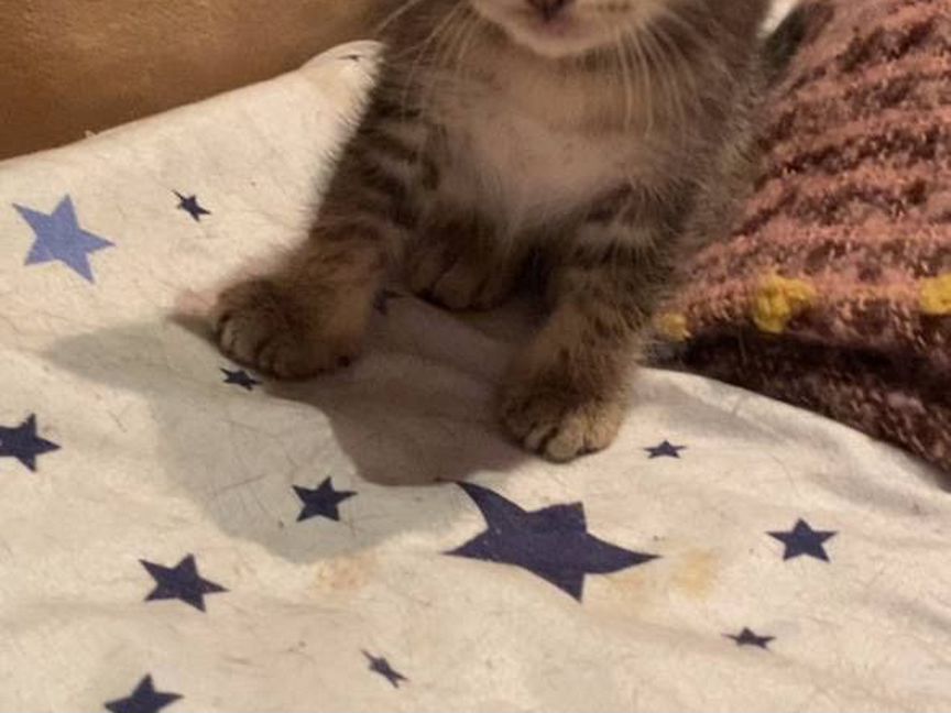 Котята метисы бурманские