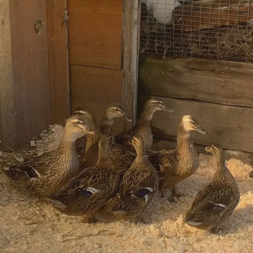 Подсадные утки для охоты