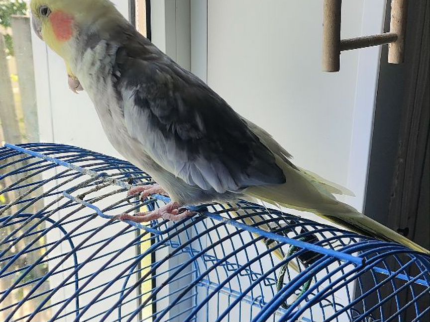 Попугай корелла