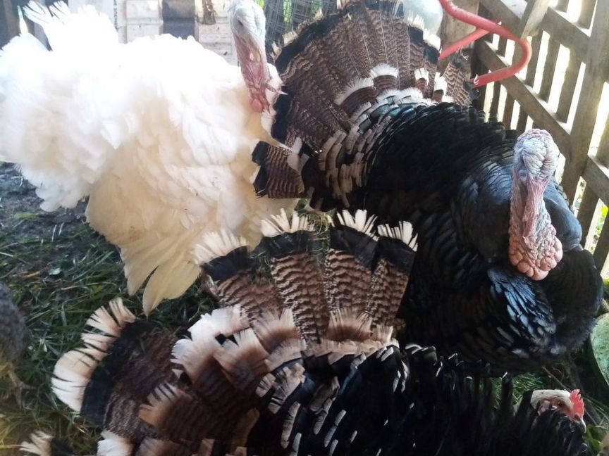 Индюки бронза