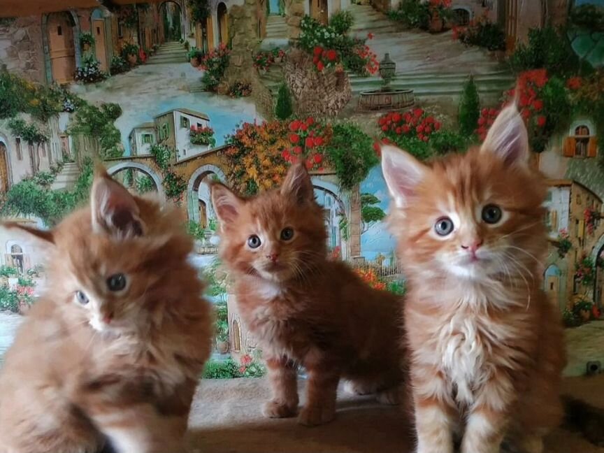 Подарочек под ёлочку