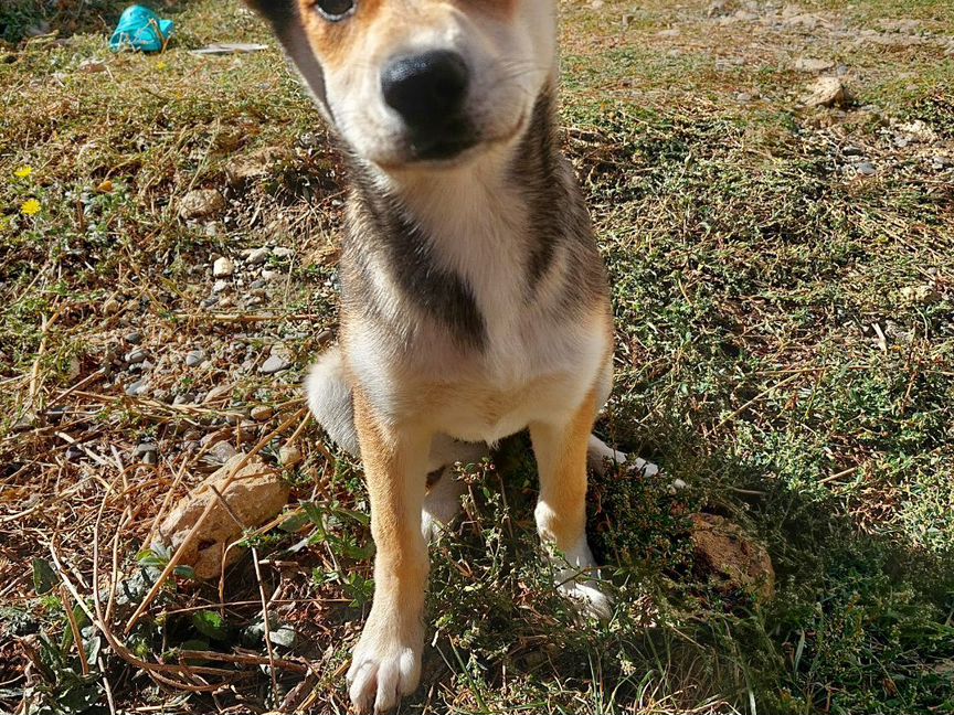 Собака в добрые руки. Девочка