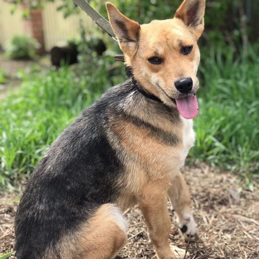 Собака в добрые руки