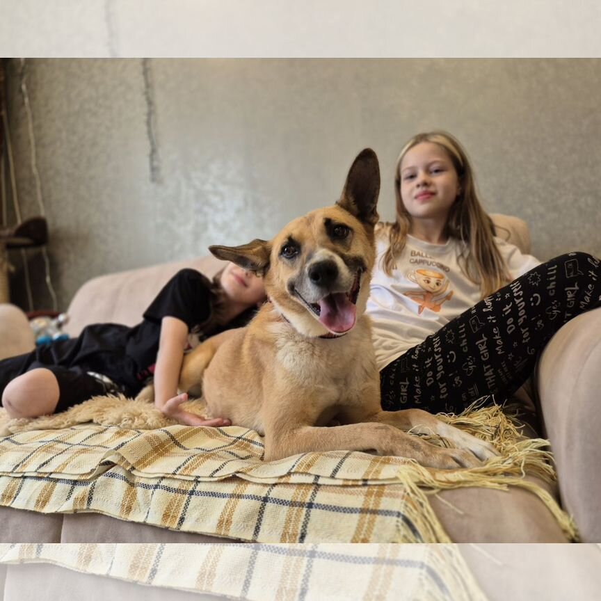 Взрослый пёс в добрые руки