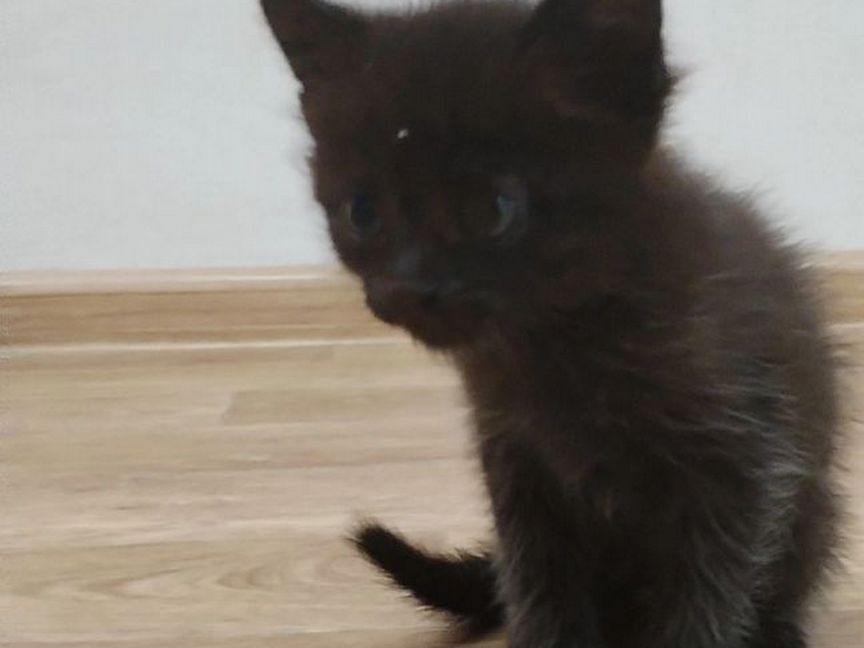 Кошка в дар бесплатно